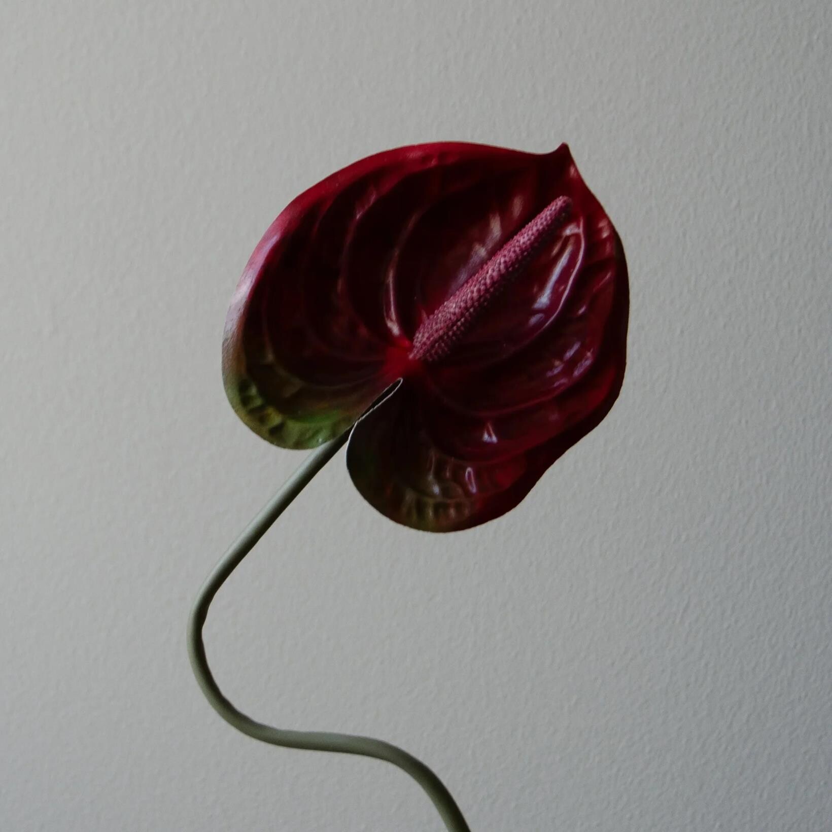 Botané Studios Anthurium Flower Dark Red - Livingshop.dk