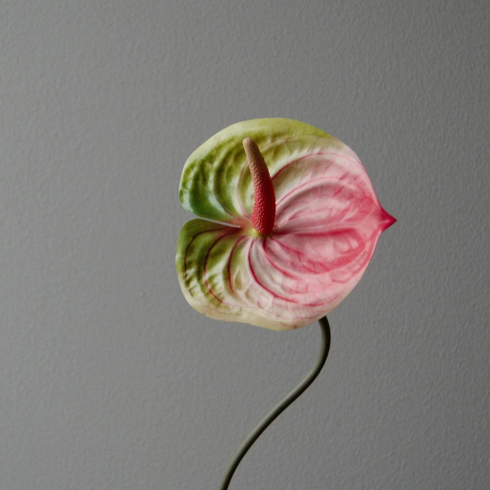 Botané Studios Anthurium Flower Pink - Livingshop.dk