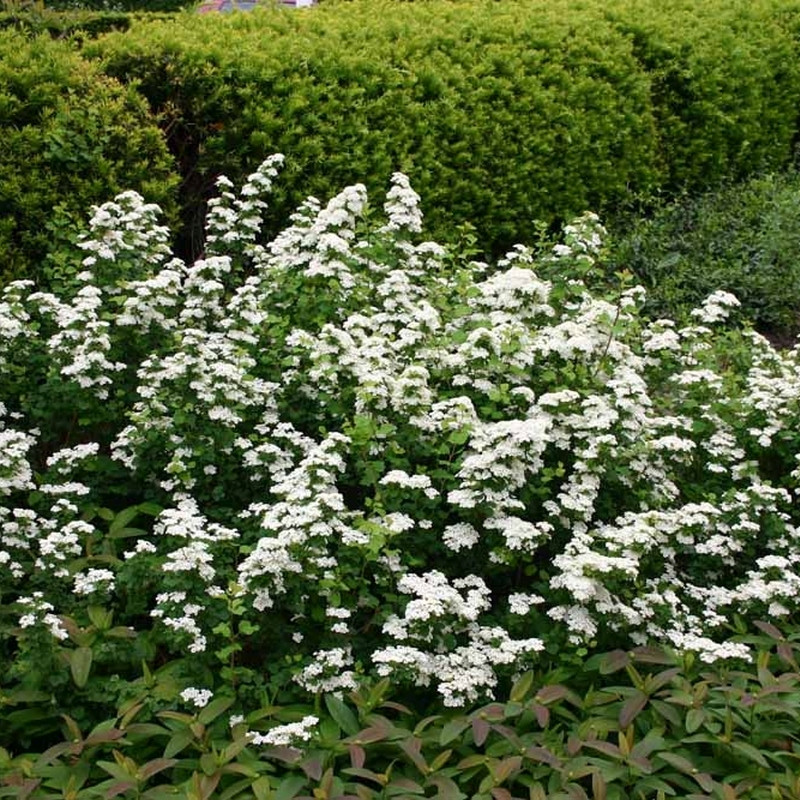 Spiraea betulifolia 'Thor' - Salgshøjde: 30-50 cm. - Birkebladet Spiræa