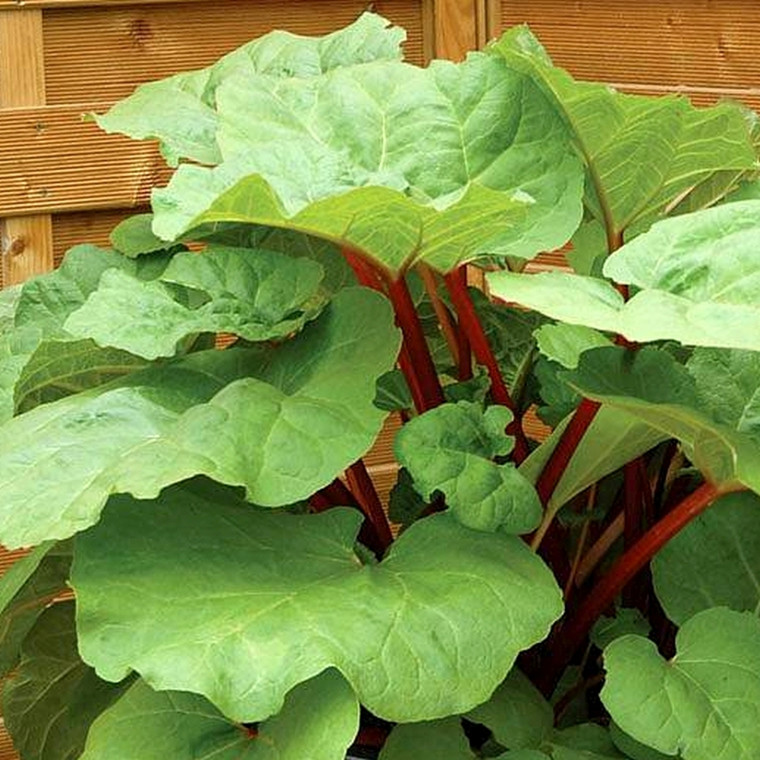 Rabarber plante - Køb rabarber planter i forskellige sorter