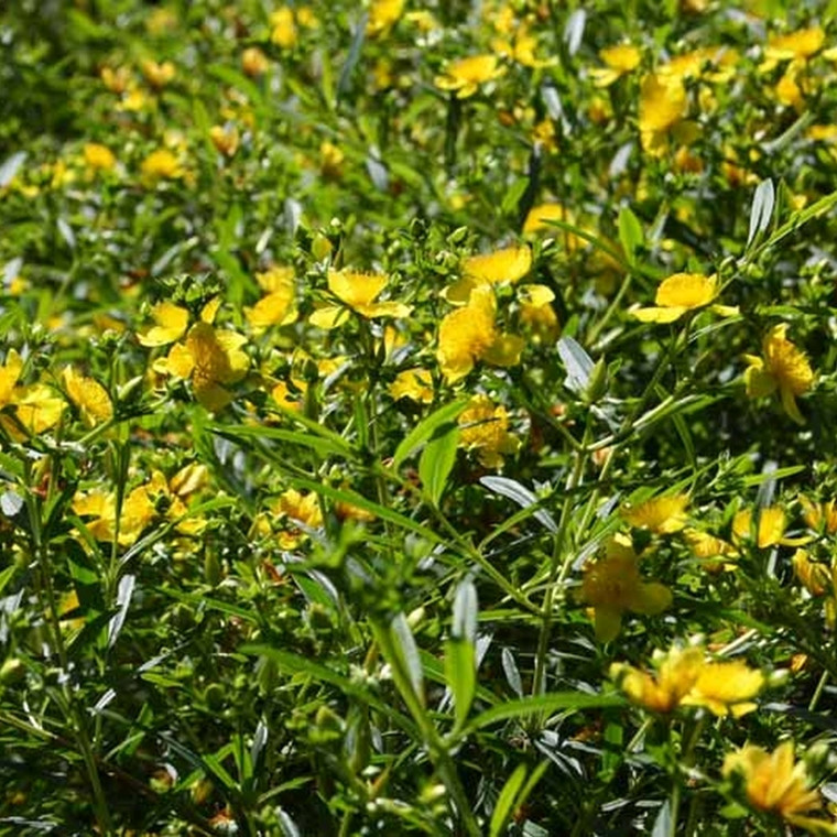 Hypericum erectum 'Gemo' | Perikon | Barrodet bdt m 25 stk.