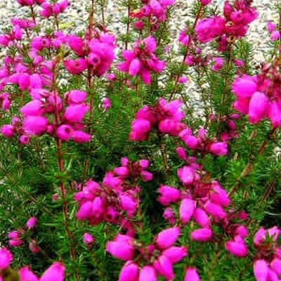 Lyng - lyng planter i mange farver online