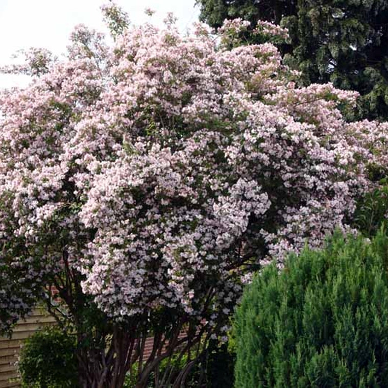 Busk - Kæmpe udvalg af buske til haven - HURTIG LEVERING