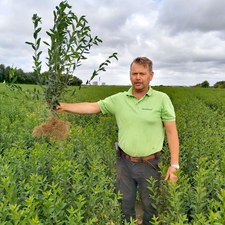 Ligusterhæk | Stort udvalg af hækplanter | Grogaranti på planter
