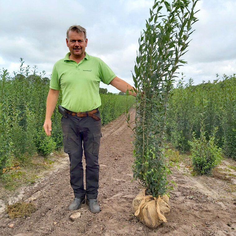 Køb Ligustrum vulgare 'Liga' - Færdighæk - højde: 150 cm. - Liguster ...