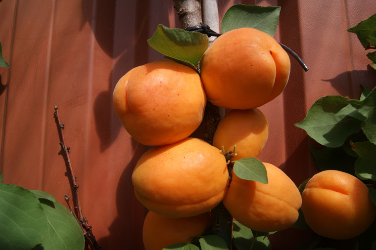 Frugtræer og bærbuske | Køb online i dag hos Lundhede