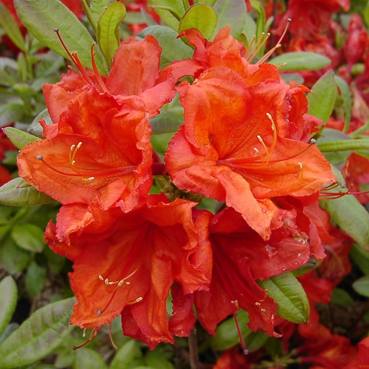 Rhododendron 'Sommerduft' (Azalea-hybrid) - H: 30-50 cm.