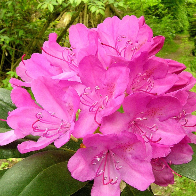 Rhododendron 'Roseum Elegans'