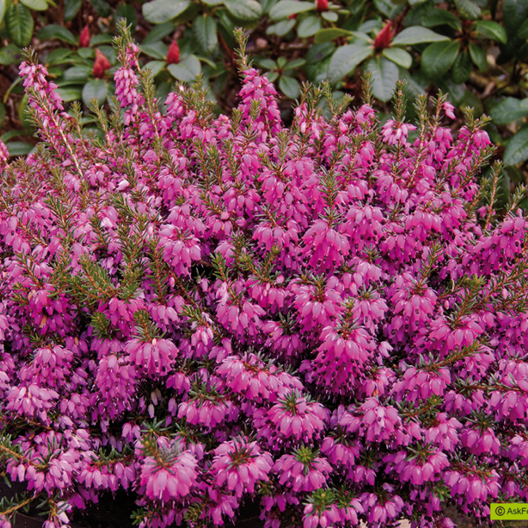 Erica carnea 'Whisky' (Forårslyng)