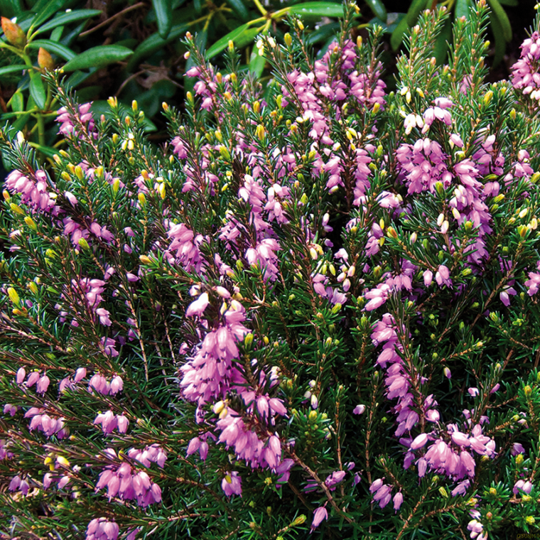 Erica carnea 'Rosalie' (Forårslyng)