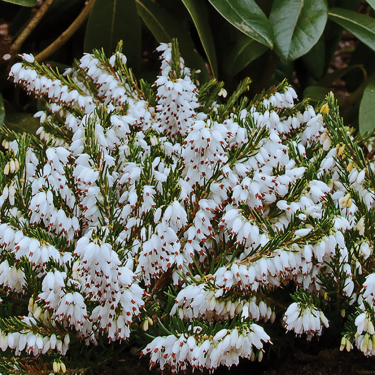 Erica carnea 'Rosalie' (Forårslyng)