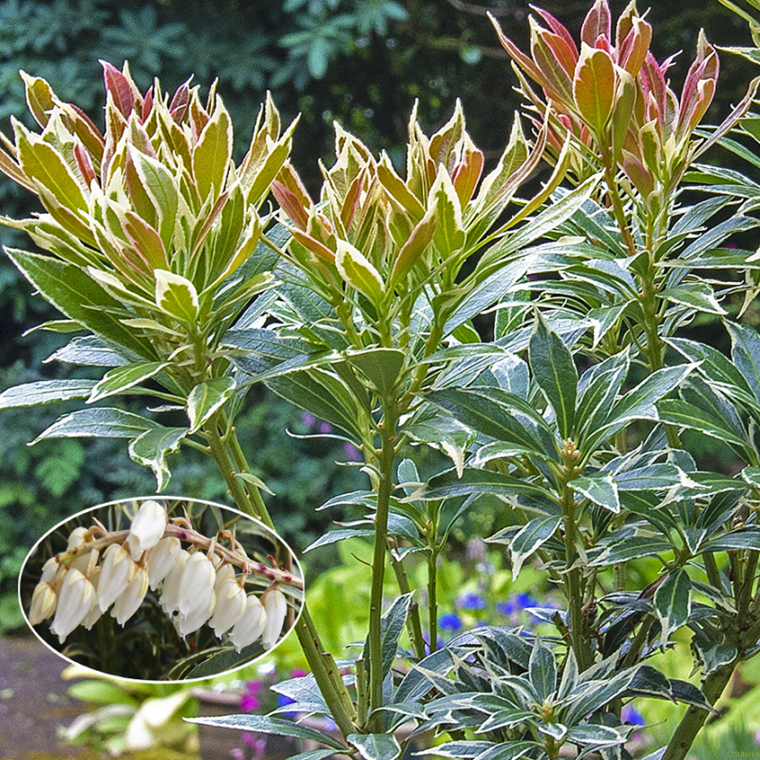 Pieris japonica ' ‘Variegata’ (Pieris)