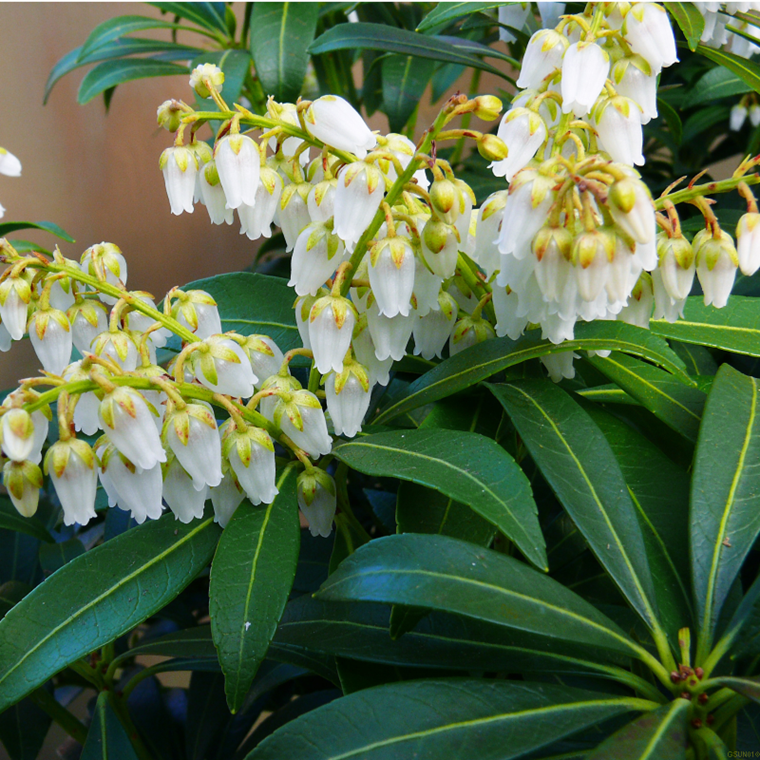 Pieris japonica ' ‘purity’ (Pieris)