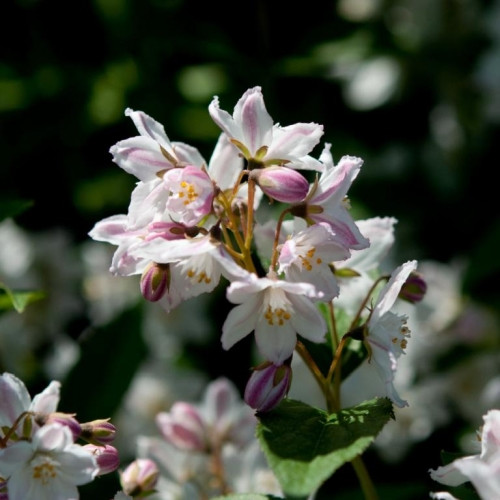 Deutzia Rosea 'Carminea' (Stjernetop), Salgshøjde: BUSKE