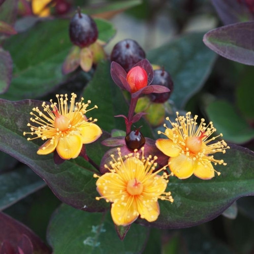 Hypericum Inod. 'Miracle® Night' (Storfrugtet Perikon), Salgshøjde: BUSKE