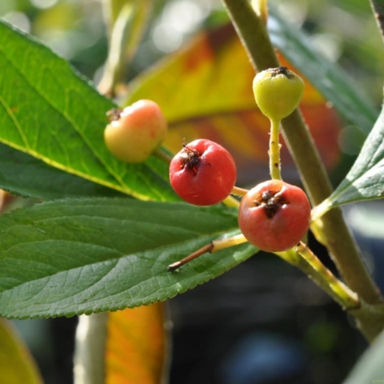 Aronia - surbær - buske med sunde bær