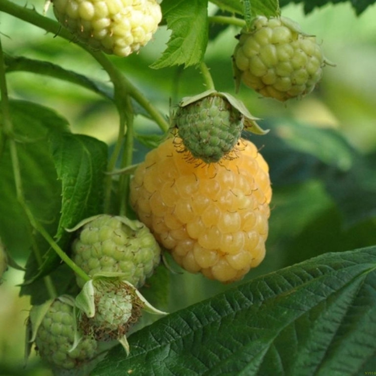 Brombær med torne 'Theodor Reimers' Potte 5 liter, busk
