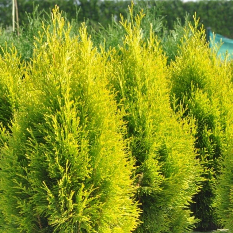Thuja Occ. 'Golden Smaragd' (Alm. Thuja), Salgshøjde: 25-30 cm