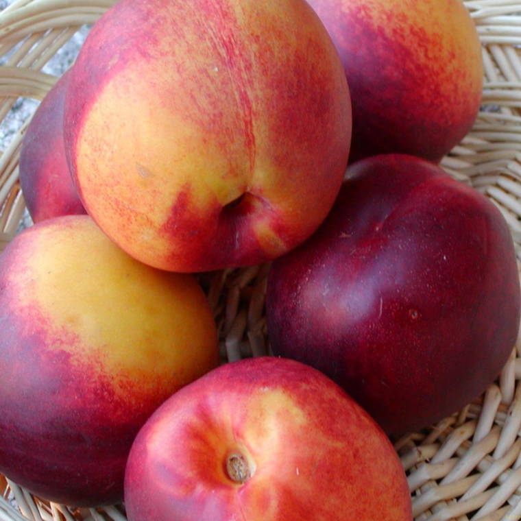 Prunus persica | Nektarin | Forskellige sorter