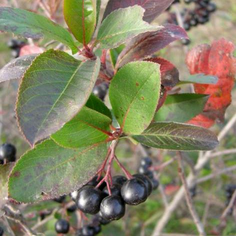 Aronia - surbær - buske med sunde bær