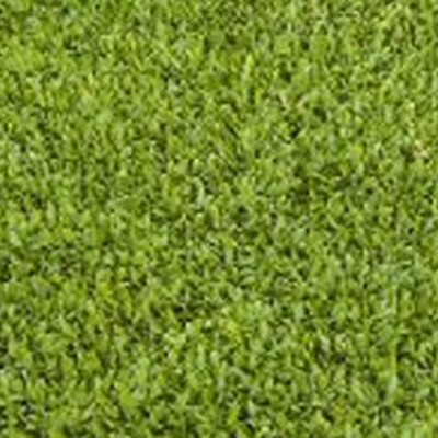 LEPTINELLA (Cotula) minima | Trædebregne