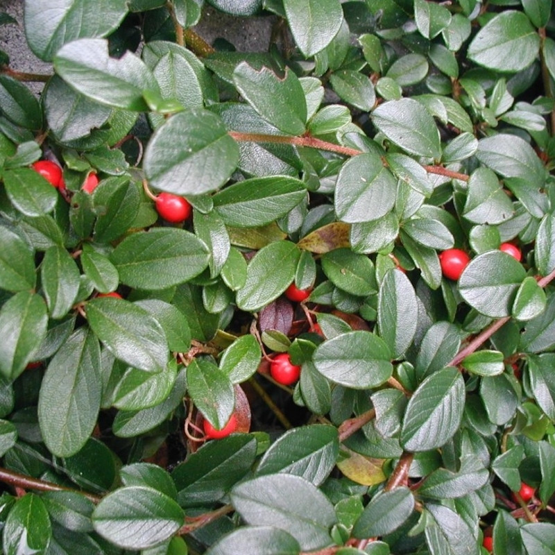 Cotoneaster divaricatus | Vifte dværgmispel | Barrodet bundt a' 25 stk.