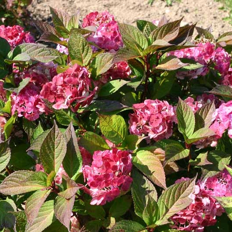 Preziosa - Hydrangea serrata - Hortensia
