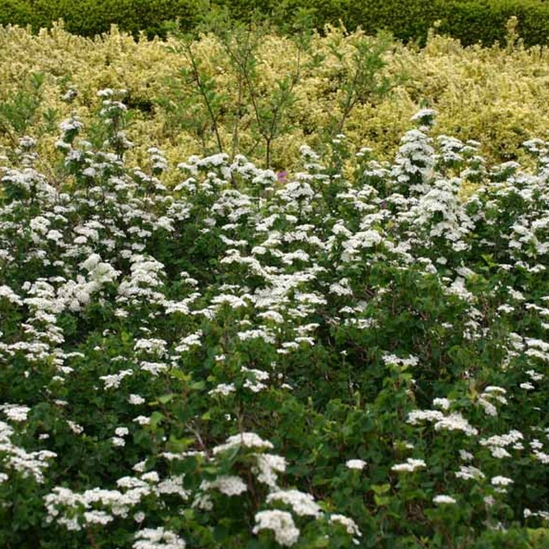 Køb Spiraea betulifolia 'Tor' - Salgshøjde: 30-50 cm. - Birkebladet ...