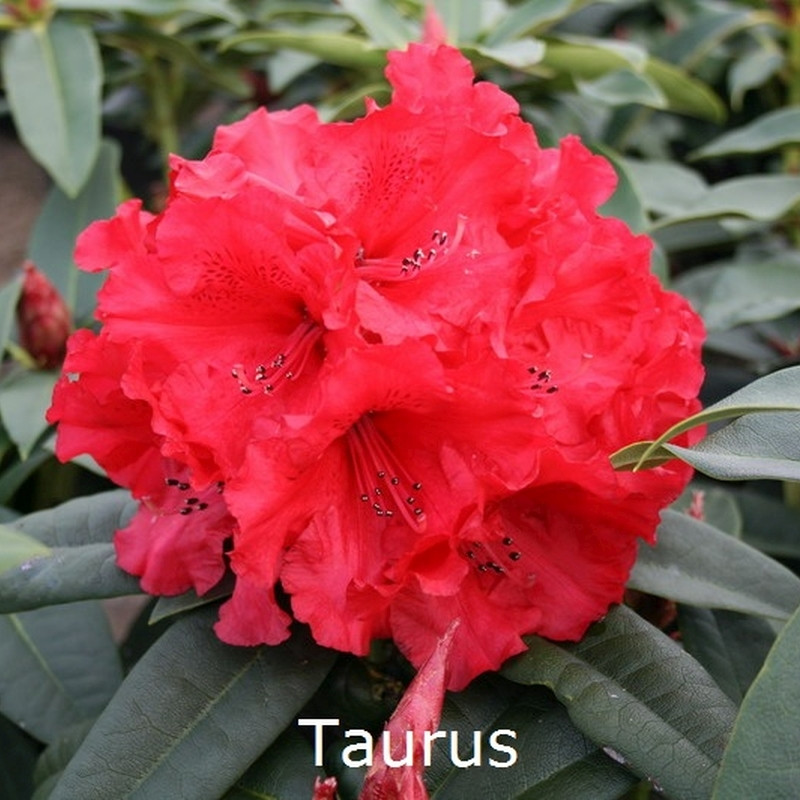 Rhododendron 'Taurus' | Storblomstrende | H: 30-40 cm.