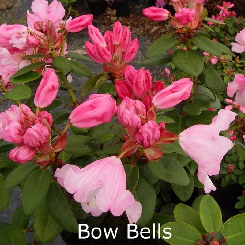Rhododendron williamsianum 'Bow Bells' | H: 25-30 cm.