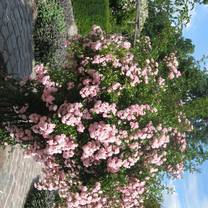 Rose Rosenholm (slyngrose) , barrodet