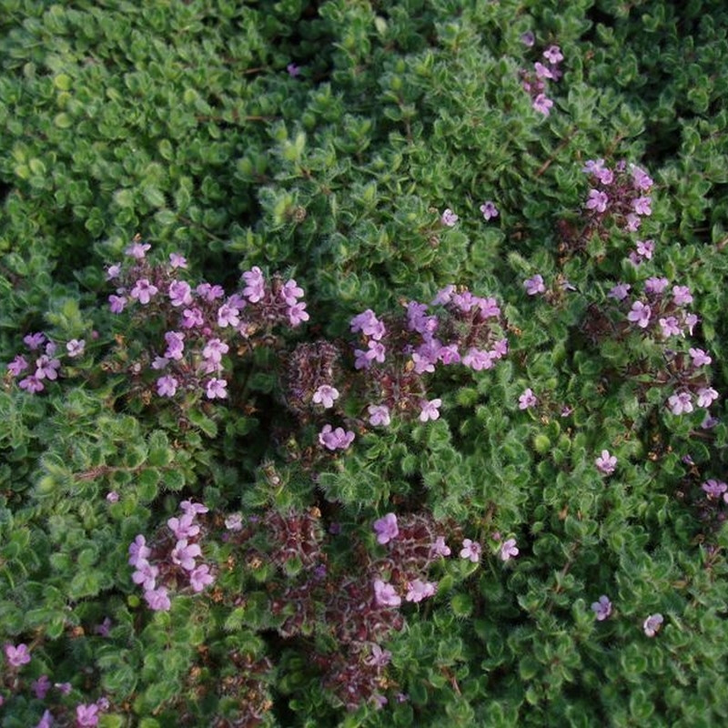 THYMUS praecox var. pseudolanuginosus | Lådden Timian
