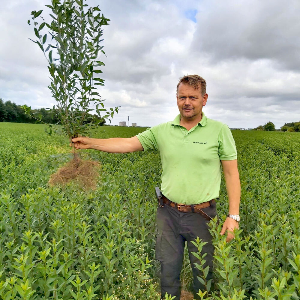 Køb Ligustrum vulgare 'Liga' - Færdighæk - højde: 150 cm. - Liguster ...