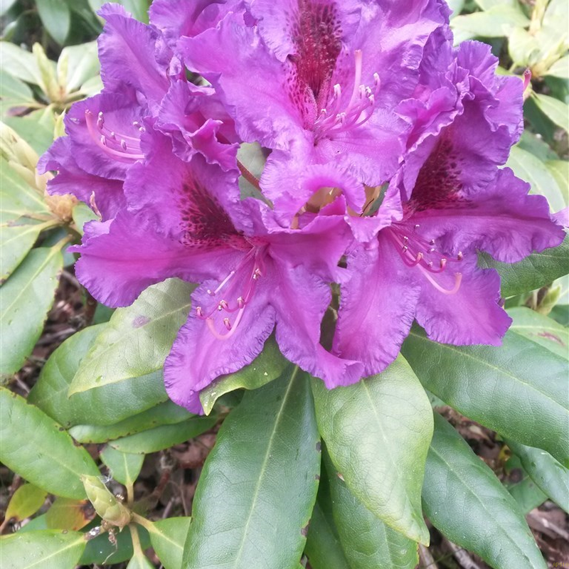 Rhododendron 'Azurro'