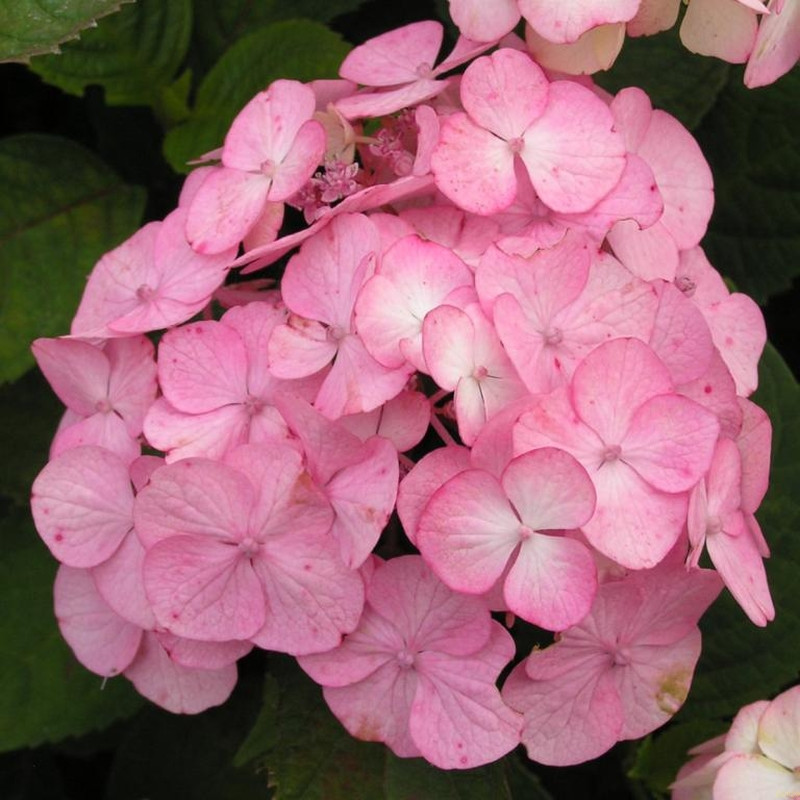 Preziosa - Hydrangea serrata - Hortensia