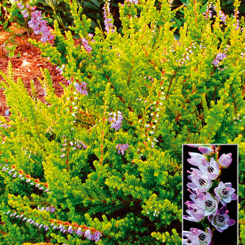 Calluna vulgaris 'Wickwar Flame' (Efterårslyng)