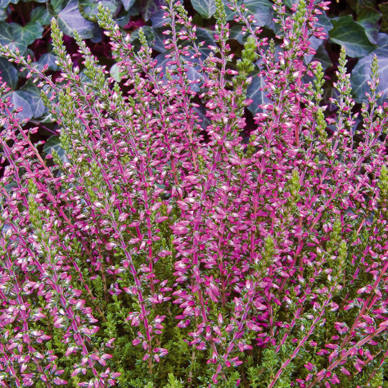 Calluna vulgaris 'Angie' (Efterårslyng)