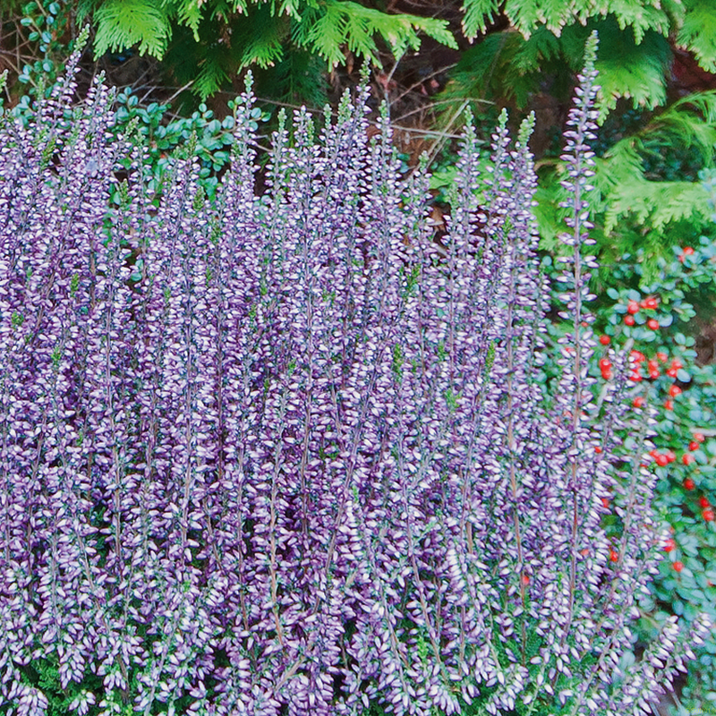 Lyng - lyng planter i mange farver online