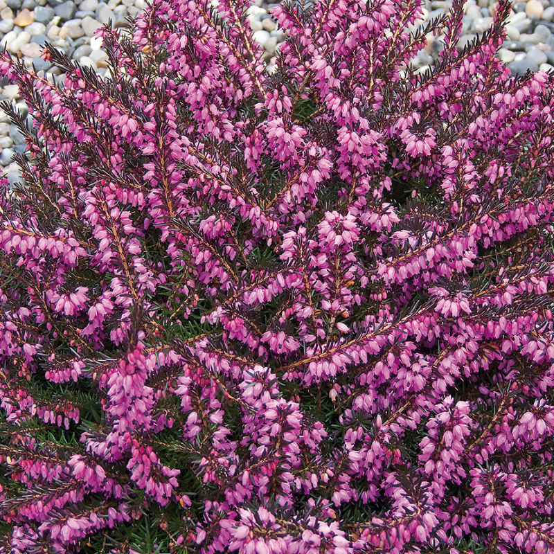 Lyng - lyng planter i mange farver online