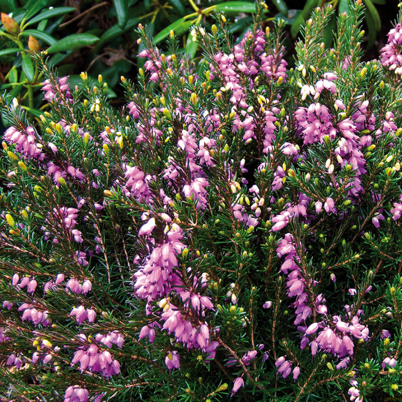 Erica x darleyensis 'Spring Surprise' (Forårslyng)