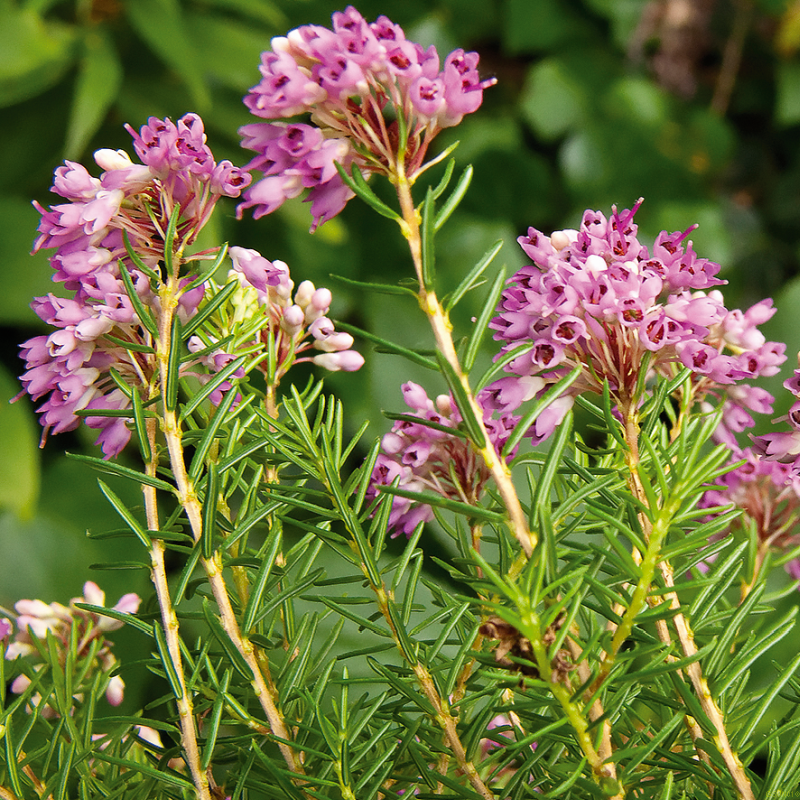 Lyng - lyng planter i mange farver online