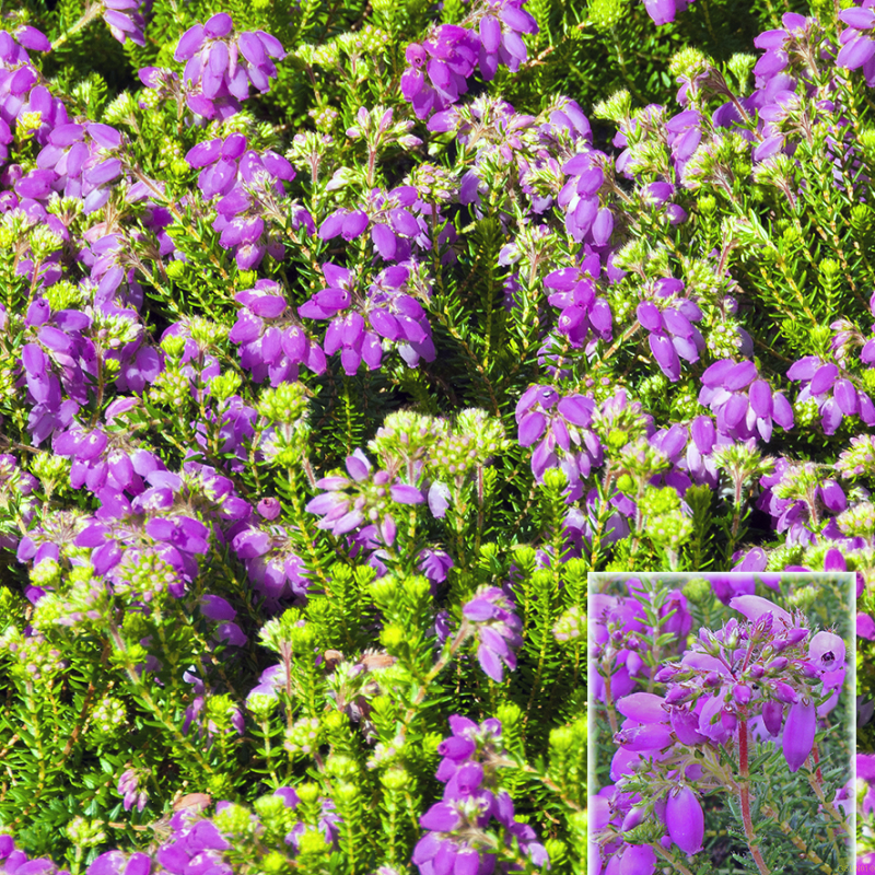 Lyng - lyng planter i mange farver online