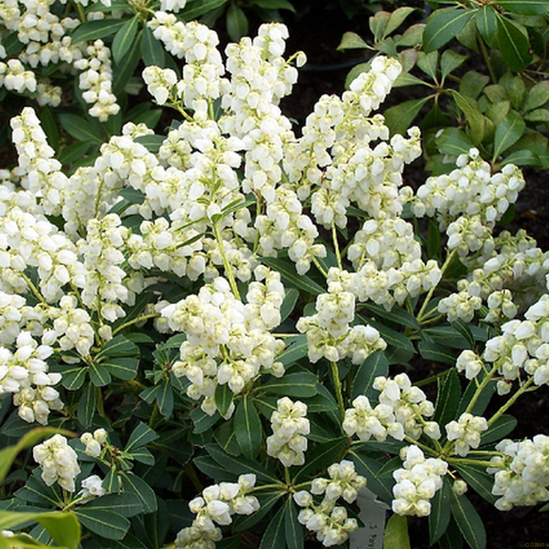 Pieris japonica ' ‘Debutante’ (Pieris)