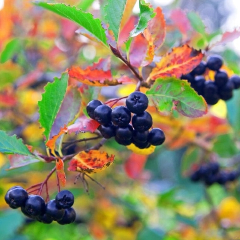 Aronia - surbær - buske med sunde bær