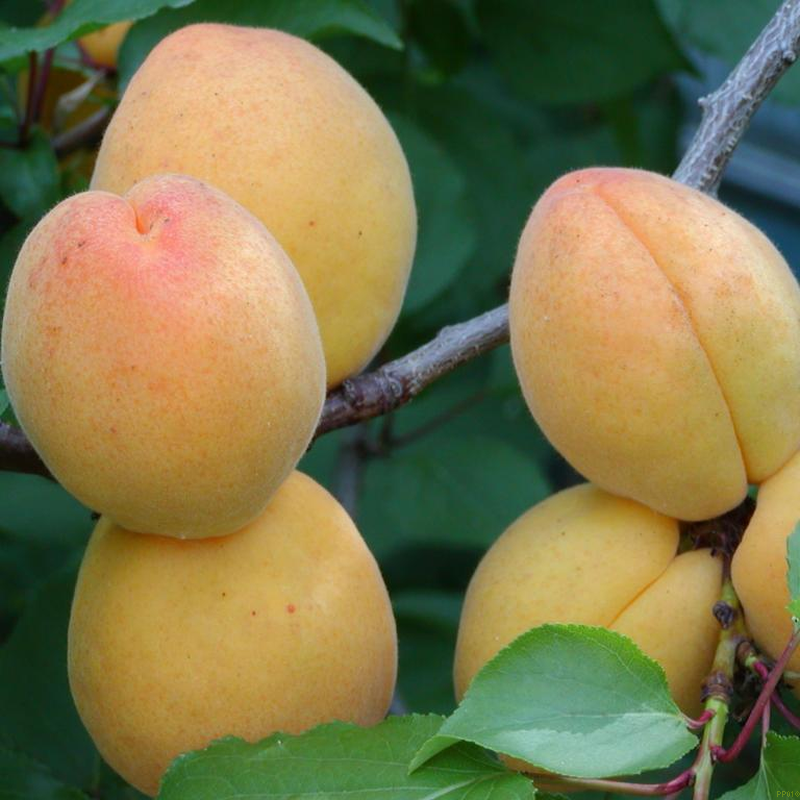 Abrikostræer til drivhus og have.