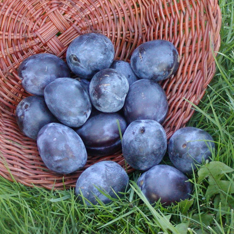 Blommetræ - Køb blommetræer i forskellige blommesorter