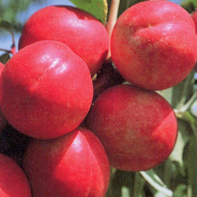 Prunus persica | Nektarin | Forskellige sorter