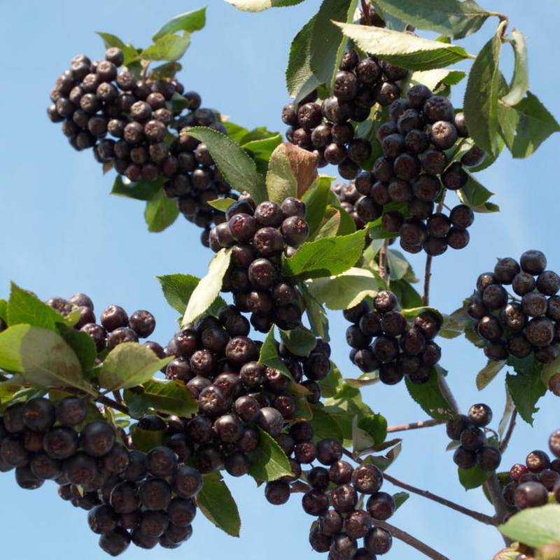 Aronia - surbær - buske med sunde bær
