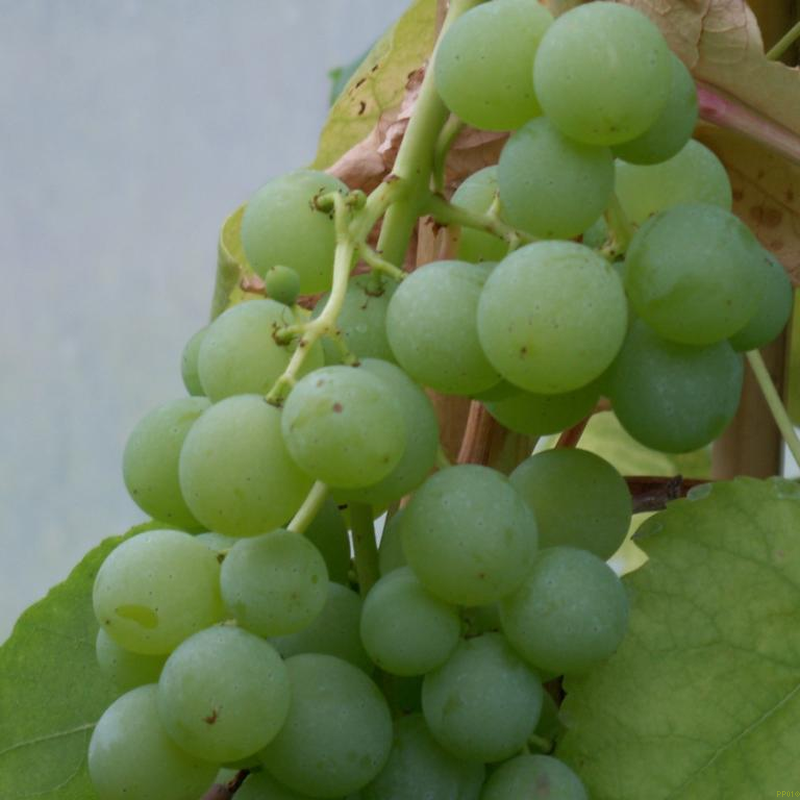 Vinplanter - Køb Vinplanter online her!