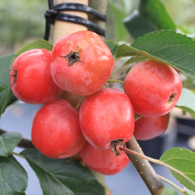 Malus 'Red Sentinel' (PARADISÆBLE)